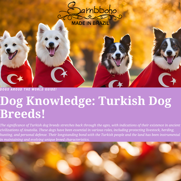 Dog Knowledge: Turkish Dog Breeds – Sambboho